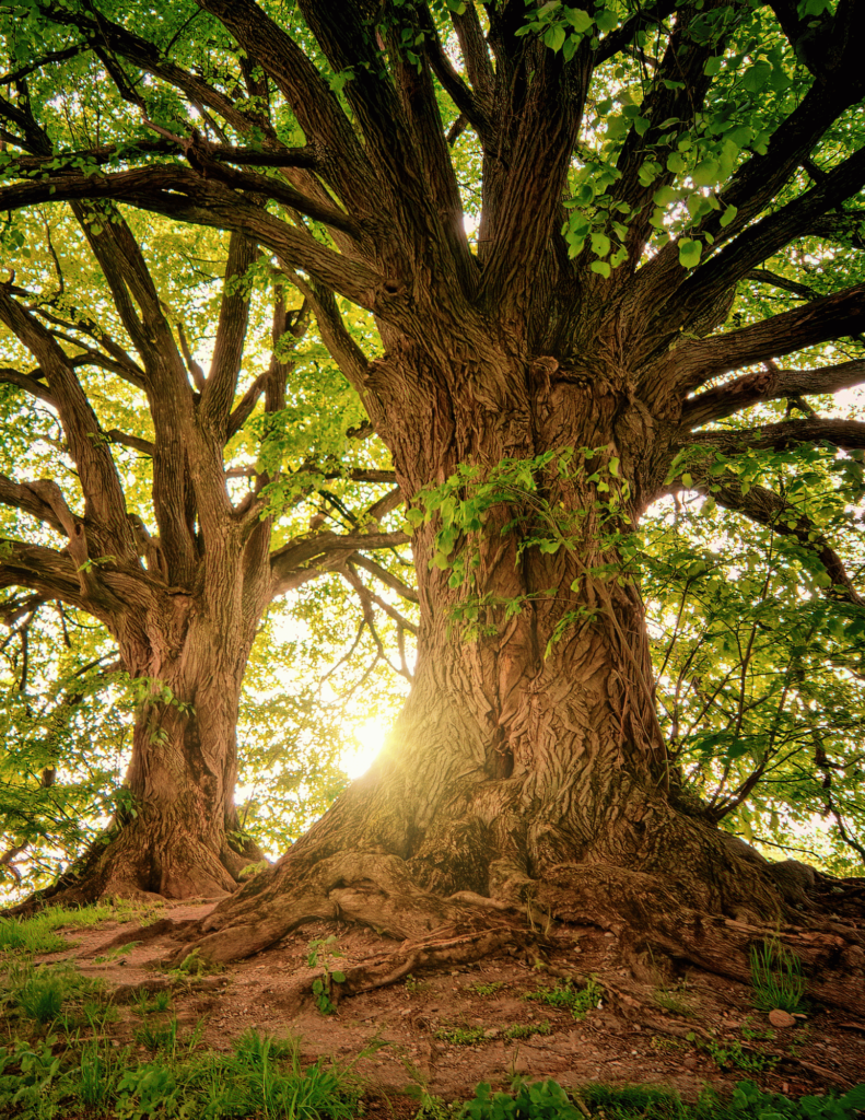 Gender + Environment Data Alliance (GEDA)